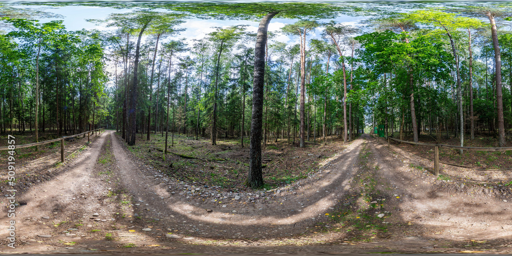 Full seamless 360 degree HDRI spherical panorama in a dense pine forest ...