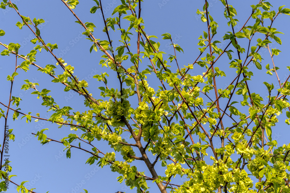 Lush emerald green fresh tender foliage on young tree in spring ...