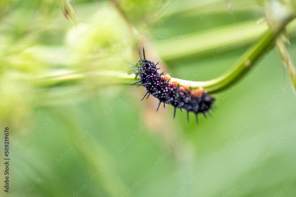 Big black caterpillar with white dots, black tentacles and orange feet ...
