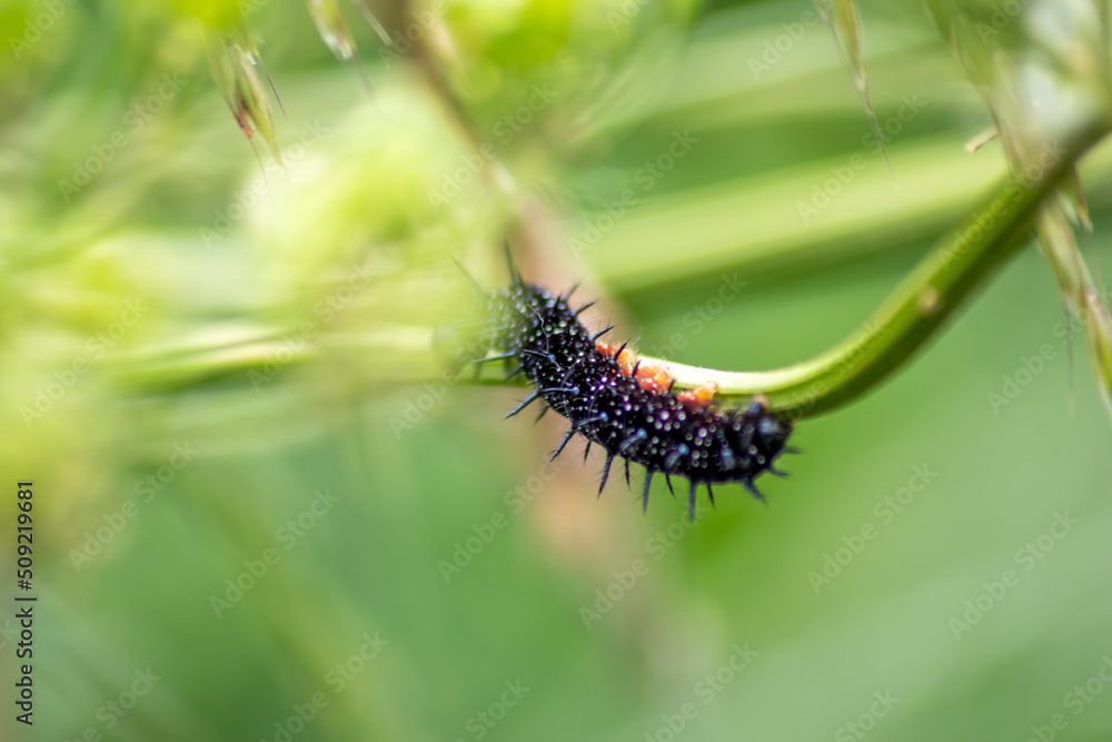 Big black caterpillar with white dots, black tentacles and orange feet ...