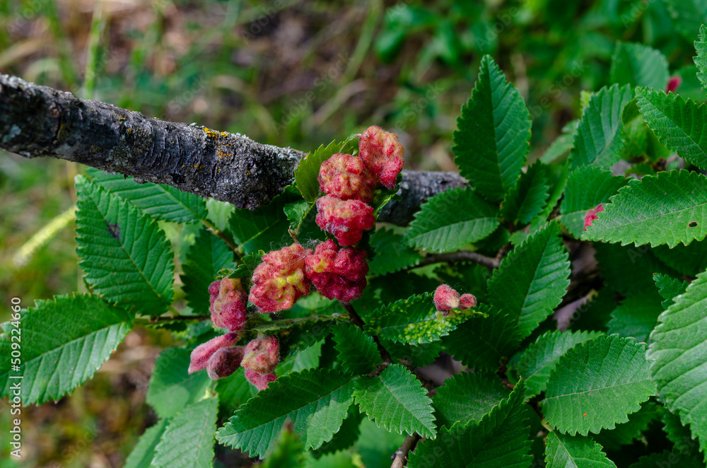 Sick tree, leaves. Look for diseases. Agricultural Department ...