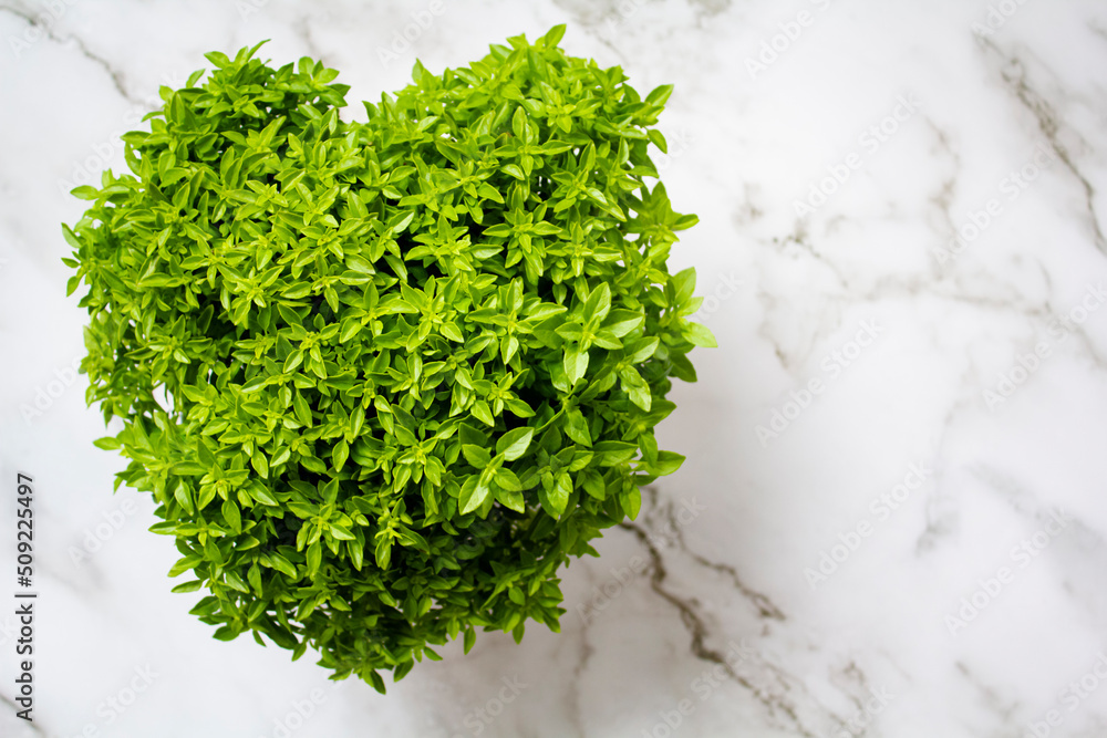 Pot of basil called manjerico, a traditional plant of portuguese ...