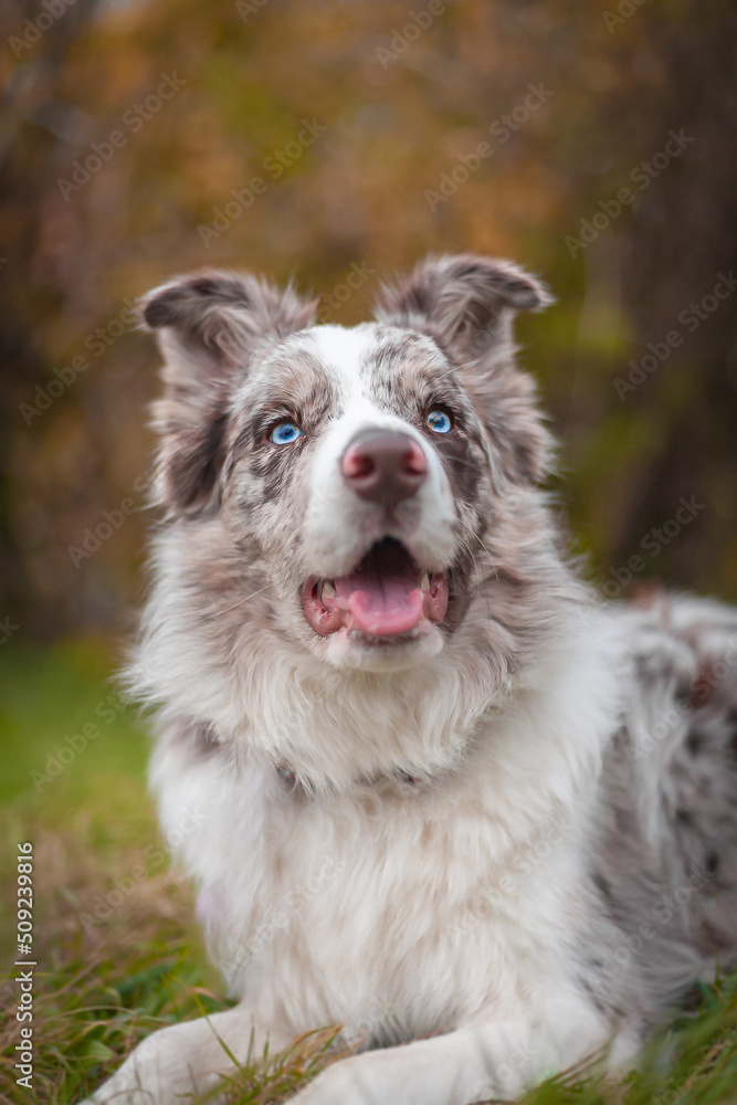 Red merle border collie portrait Stock Photo | Adobe Stock