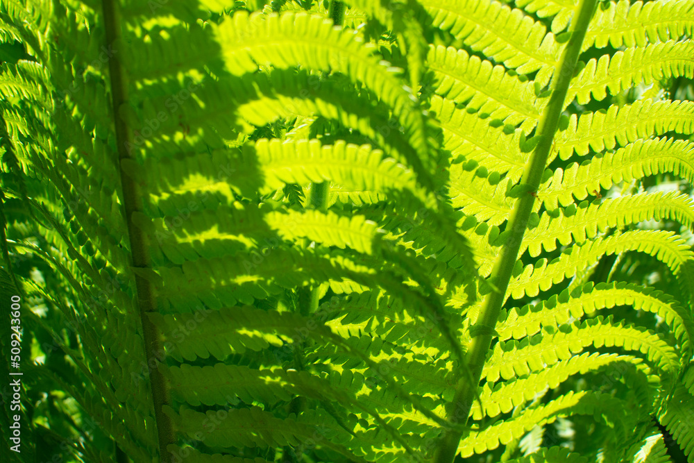 Beautiful fern leaf texture in nature. Natural ferns background Fern ...