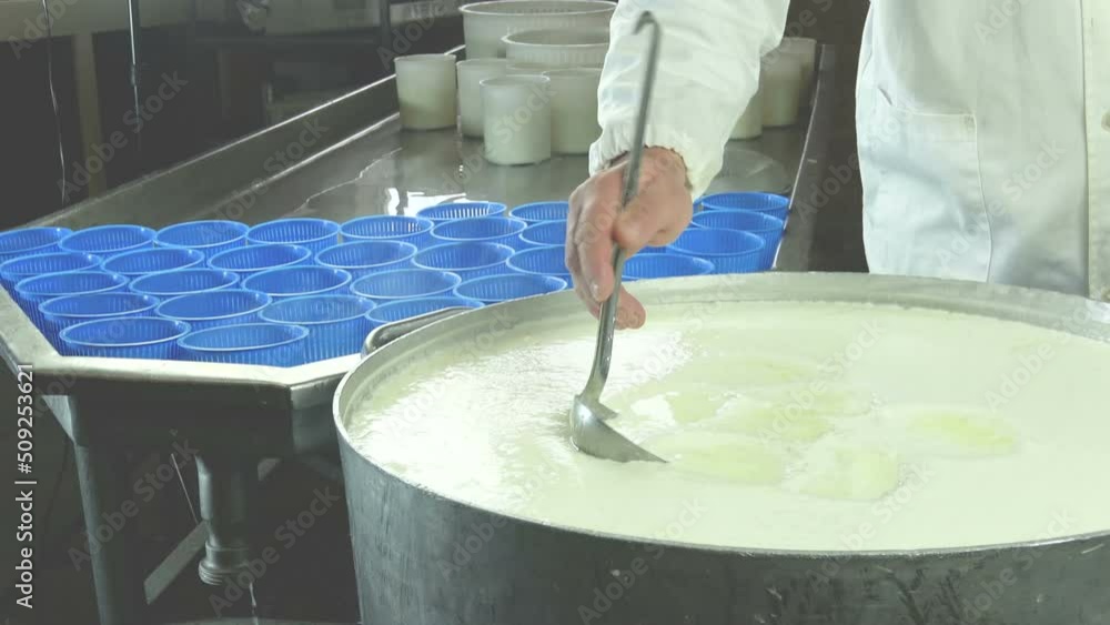 Cheesemaker pours the ricotta into plastic forms - process of making ...