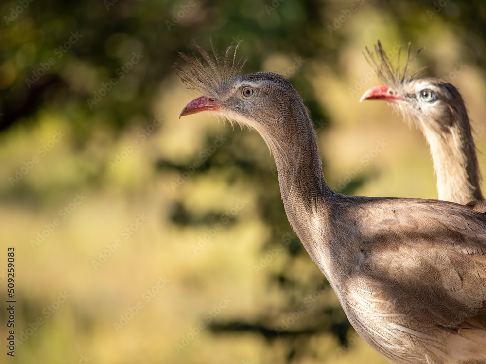 ostrich in the zoo. Seriema , Cariama Cristata. Seriemas are the only ...