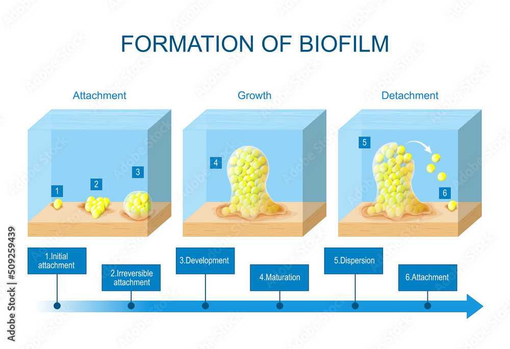 Biofilm Formation Stages Of Biofilm Development Life Cycle Of Biofilm Formation Stages Of Biofilm Development Life Cycle Of