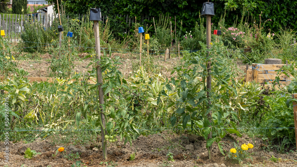 Plantations of tomatoes lined up, each hanging from a stake, topped ...