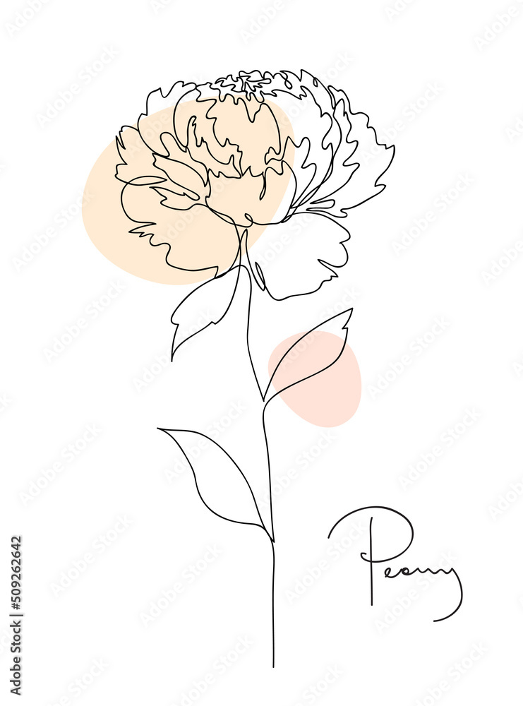 Beautiful peony flower. Line art concept design. Continuous line ...