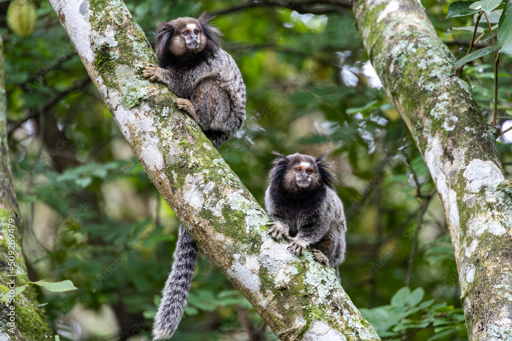 Monkeys on a tree. Several monkeys are watching from the tree. Little ...