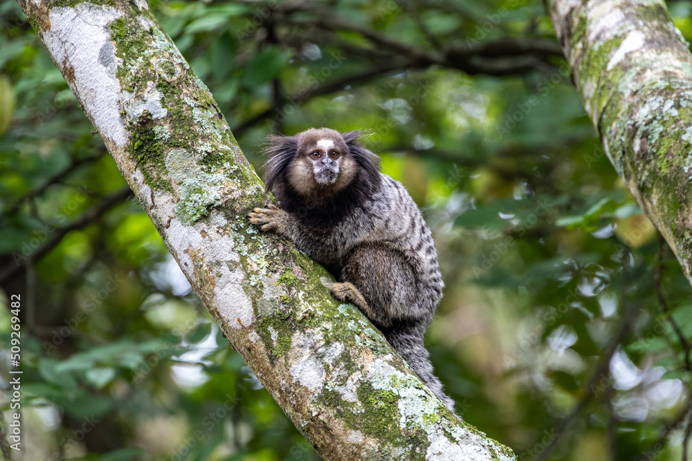 Monkeys on a tree. Several monkeys are watching from the tree. Little ...