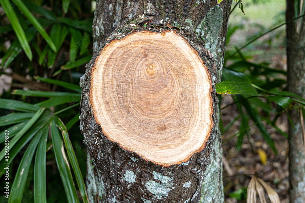 Round saw cut of a tree branch with annual rings in the Brazilian ...