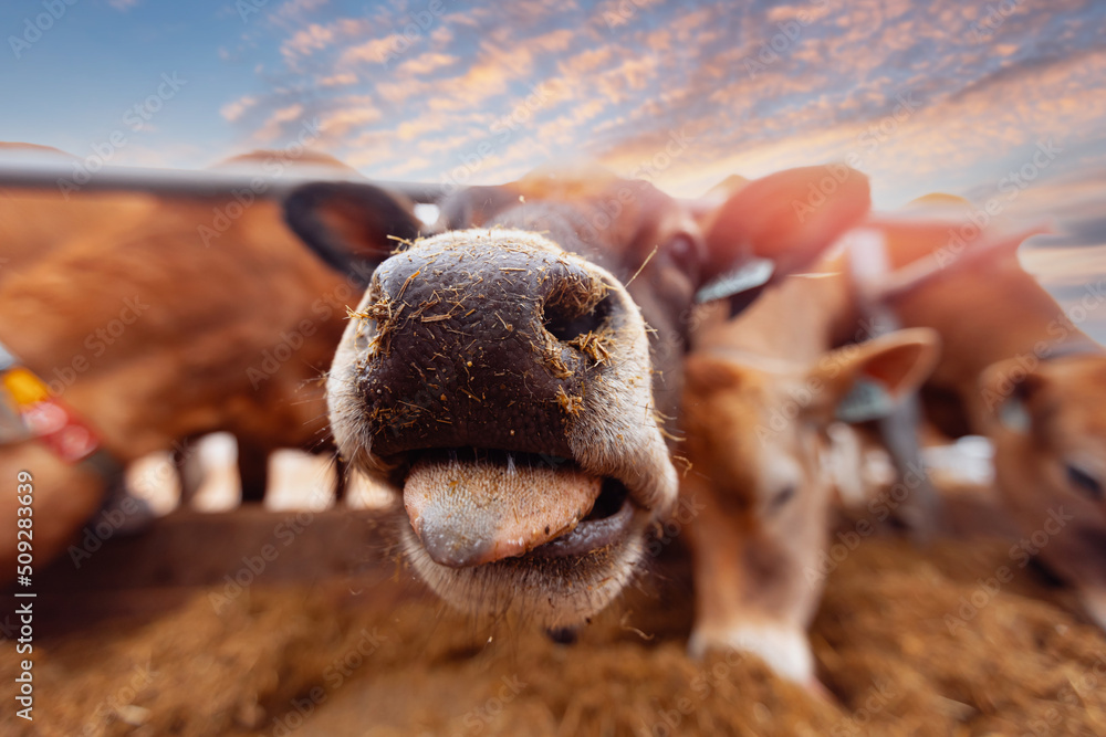 Portrait smile Jersey cow shows tongue. Modern farming dairy and meat ...