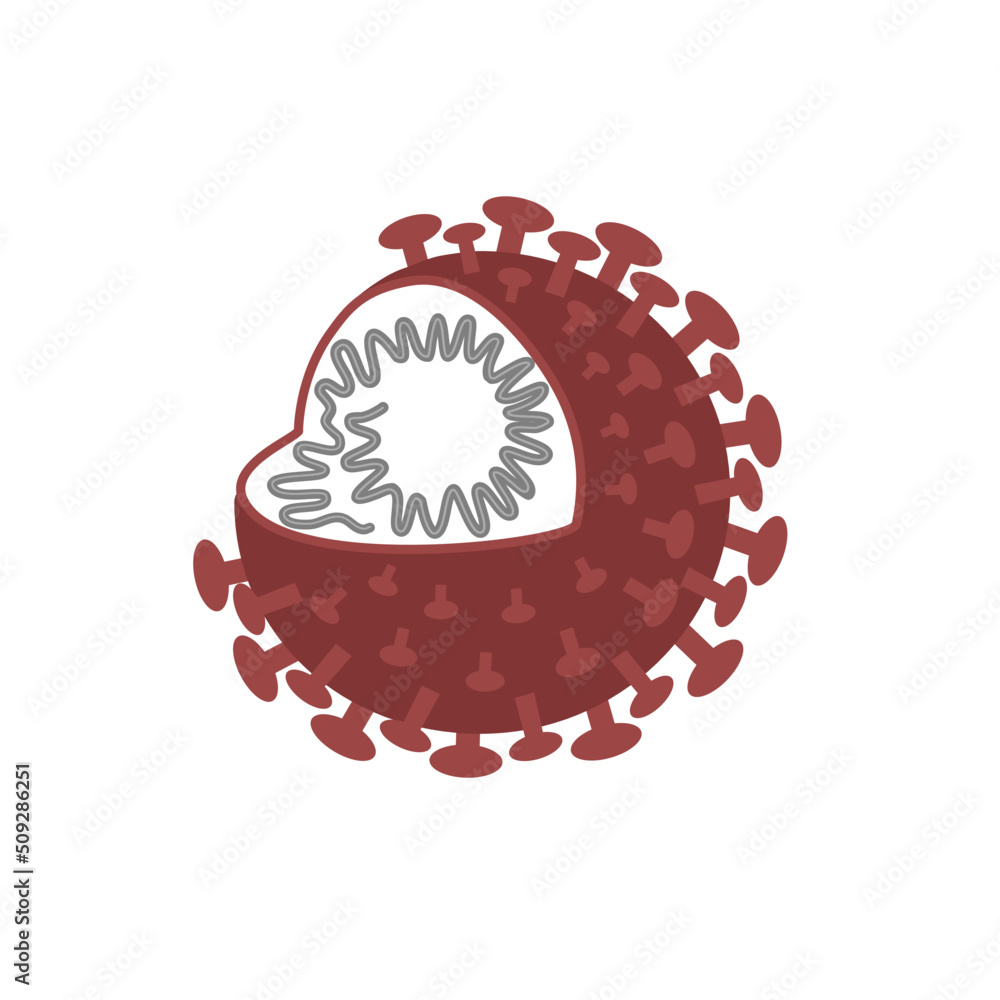 The viral structure of COVID-19 or SARS-CoV-2 that show in all feature molecule: Envelope (E ...