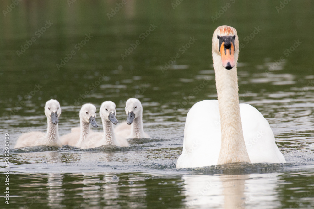 swan family Stock Photo | Adobe Stock