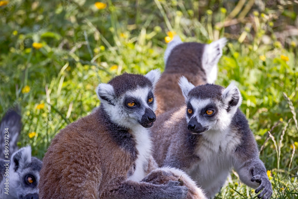 groupe de lémurien dans son enclos dans un zoo Stock Photo | Adobe Stock