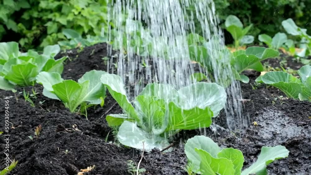Watering young cabbage seedlings from a watering can on a bed in the ...