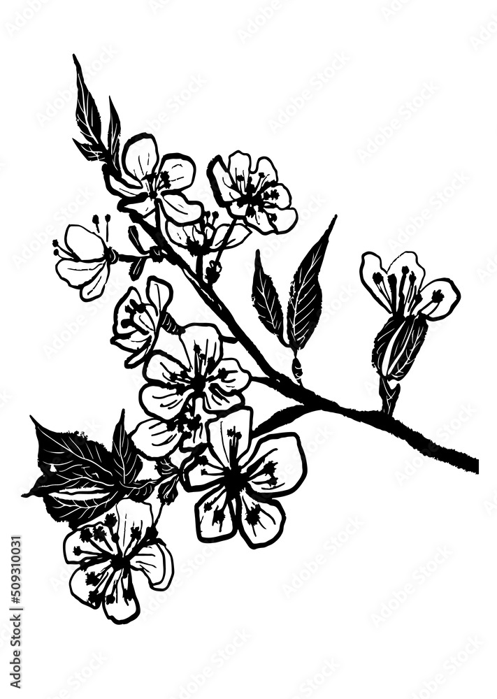 drawing picture cherry blossom branch isolated on white background ...