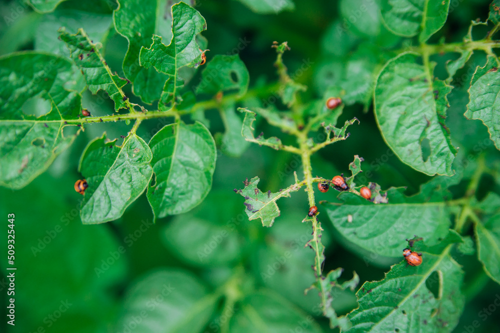 Colorado potato beetle - Leptinotarsa decemlineata on potato bushes ...