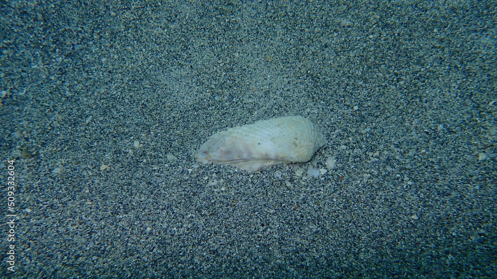 Bivalve mollusk transverse ark or transverse ark clam (Anadara sp ...