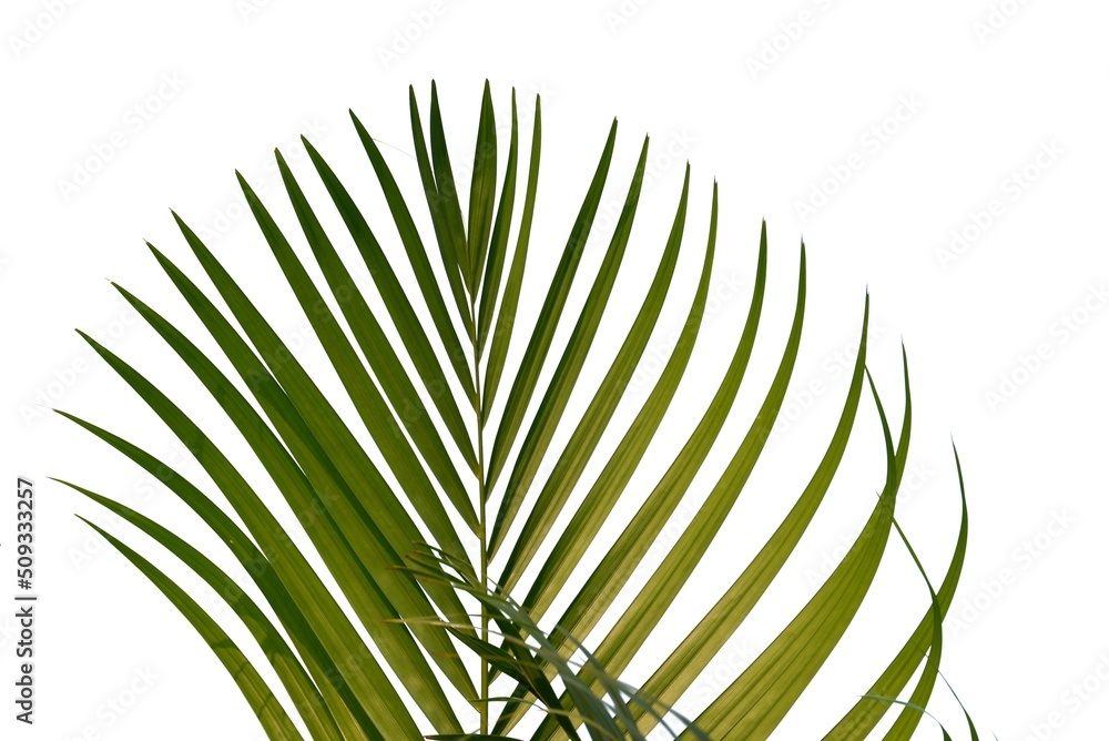 Tropical coconut leaves on white isolated background for green foliage ...