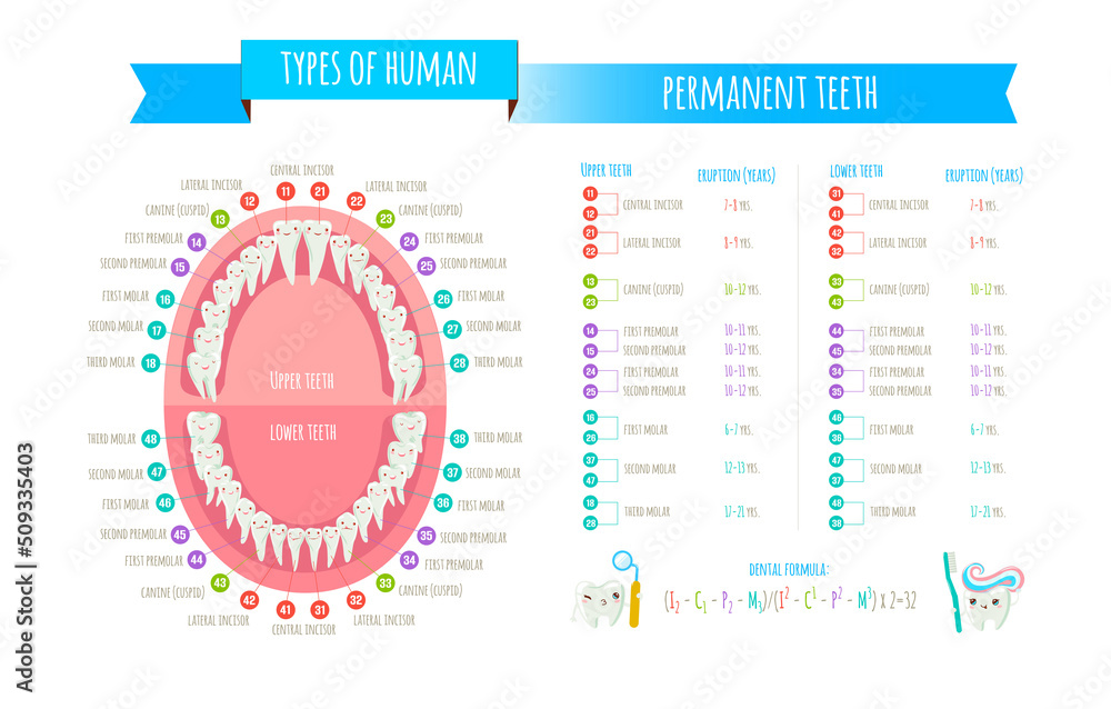 Human dental numbering system infographic. Stock Illustration | Adobe Stock