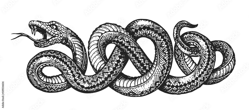 Snake sketch vector. Hand drawing tattoo isolated on white background ...