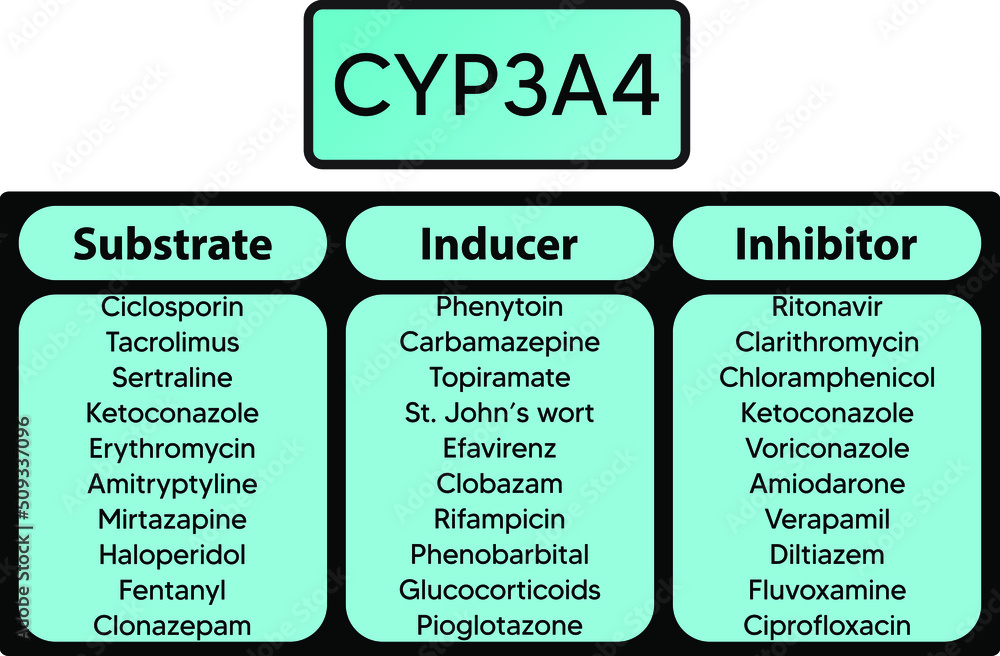 Vetor de CYP3A4 Cytochrome p450 enzyme pharmaceutical substrates ...
