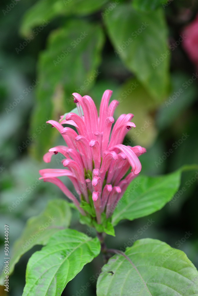 Justicia carnea is a shrub belonging to the acanthus family blooms in ...