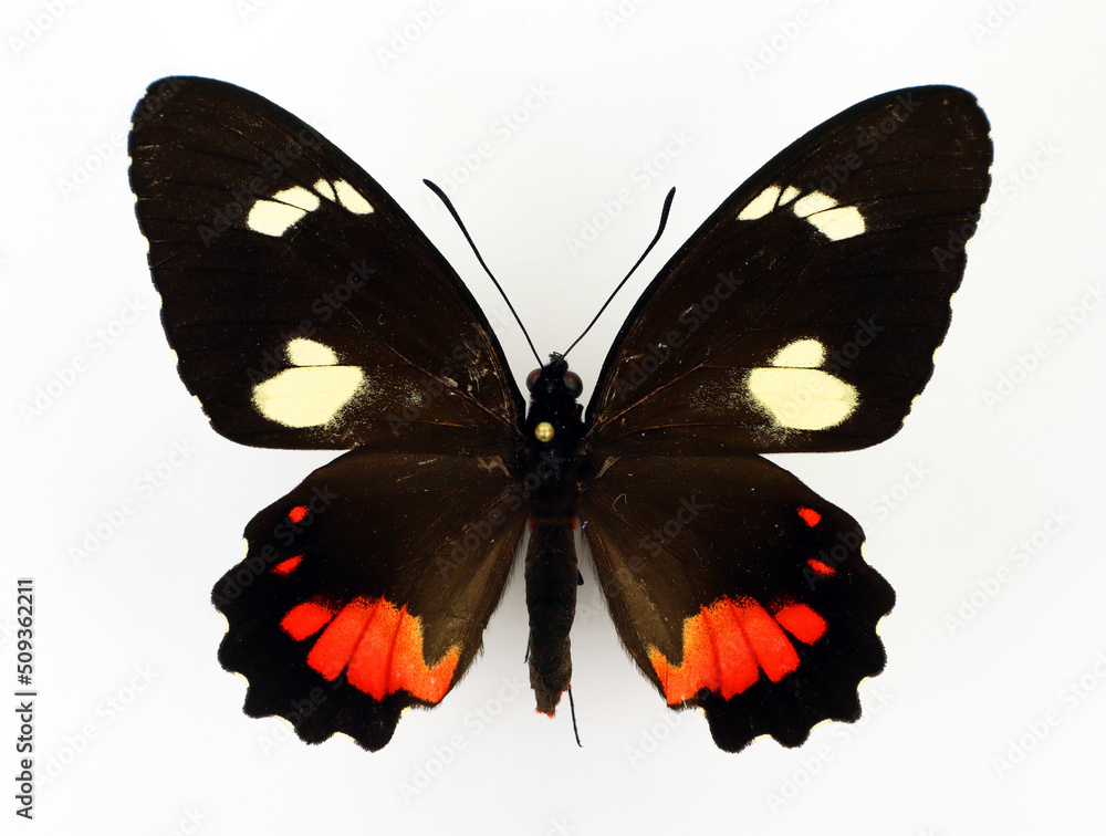 Red black butterfly Parides childrenae female isolated on white ...