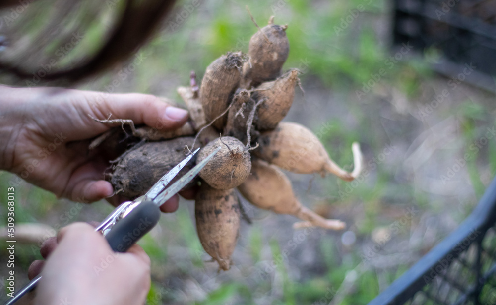 The gardener sorts out dahlia tubers. Plant root care. Dahlia tubers on ...
