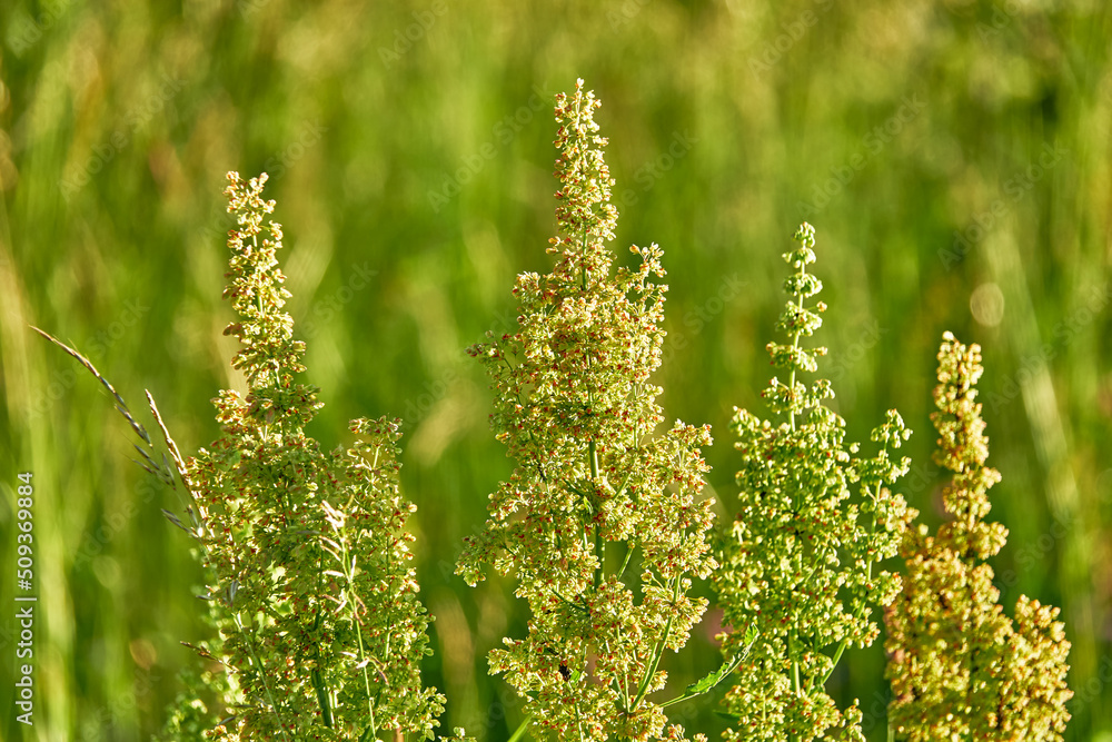 Sorrel (Rumex acetosa), also called common sorrel or garden sorrel, is ...