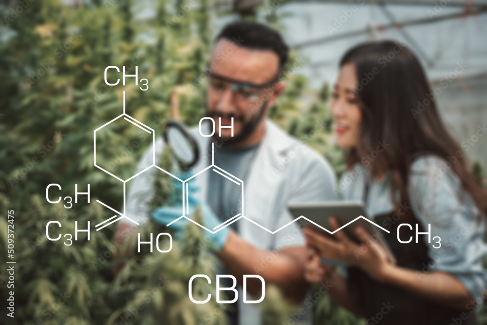 The formula CBD (cannabidiol) and Scientists checking cannabis plant ...