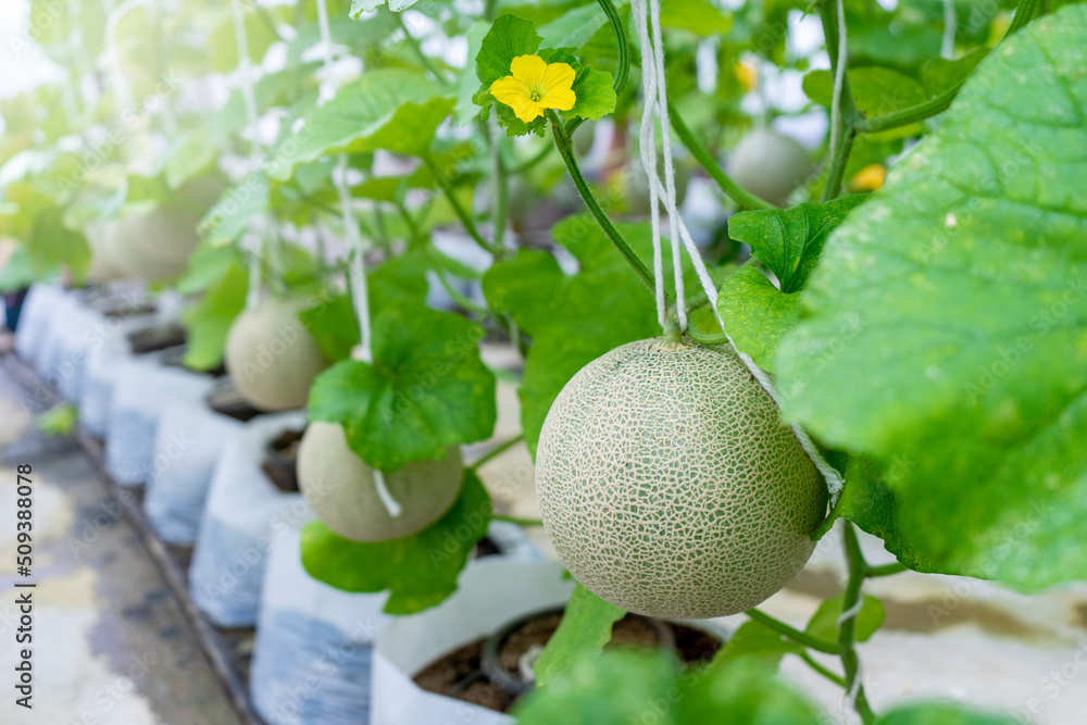 The honeydew melon is one of the two main cultivar types in Cucumis ...