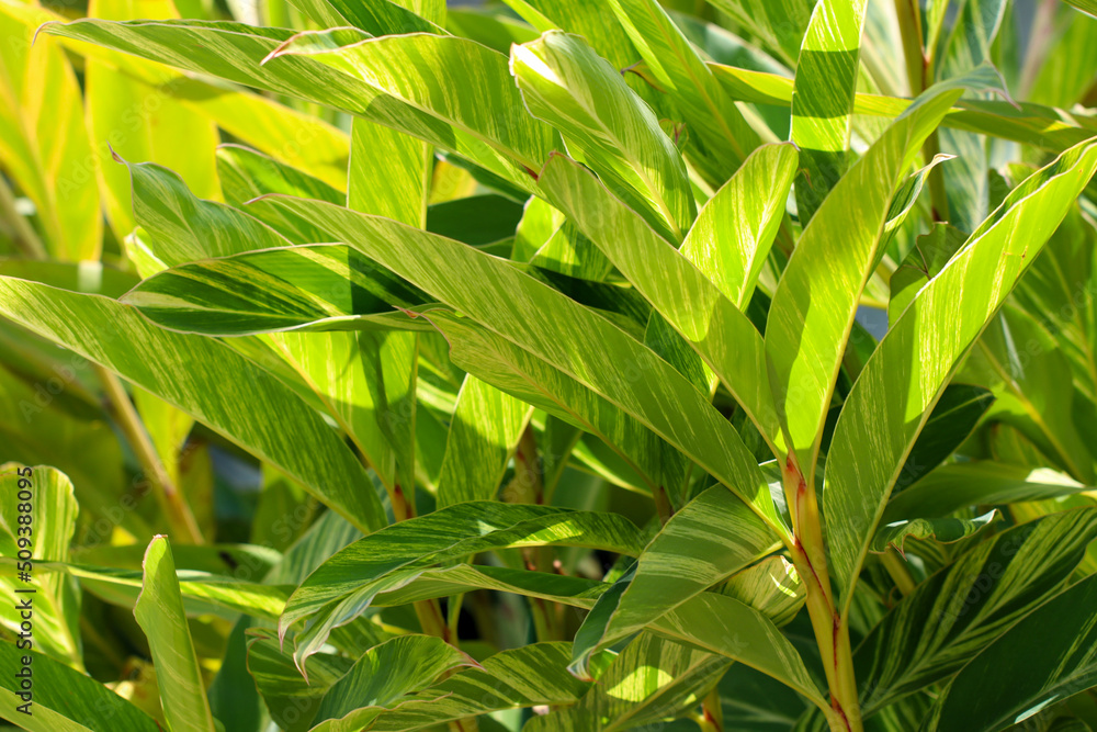 Bright bush of Variegated Shell Ginger (Alpinia zerumbet'variegata ...