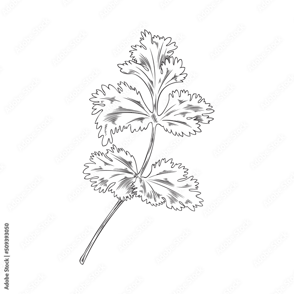 Coriander branch with leaves, outline sketch vector illustration ...