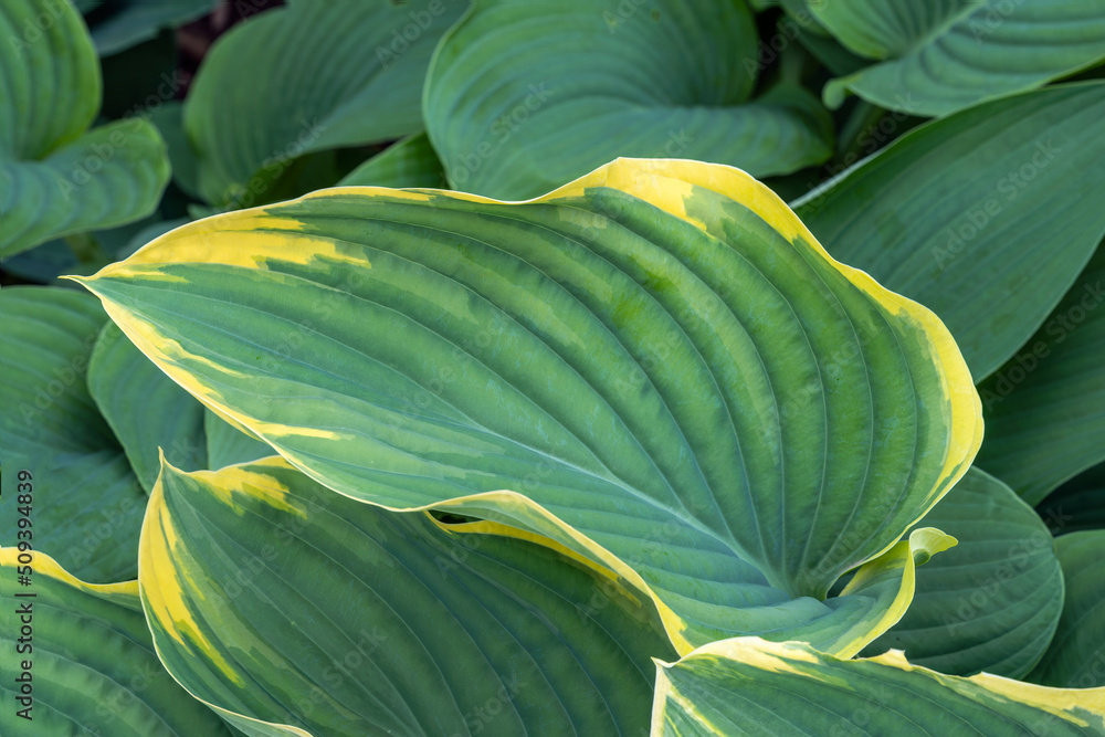 Hosta 'Golden Tiara' also known as plantain lily is a spring and summer ...