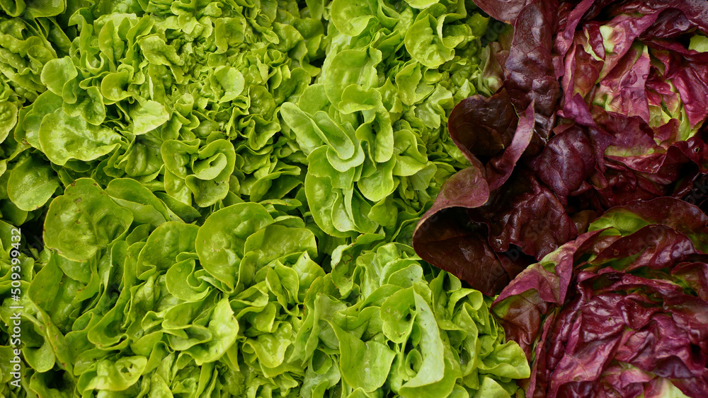 Lettuce green oakleaf red Verona food leaf leaves butterhead harvest ...