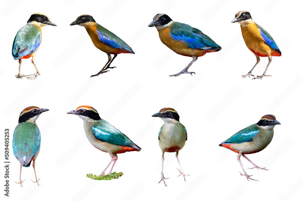 Pitta bird (blue-winged pitta and fairy pitta) isolated on white ...