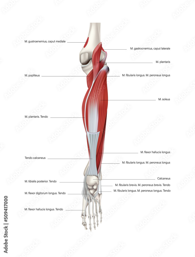 Posterior group of muscles of the lower leg, rear view. Vector 3D ...