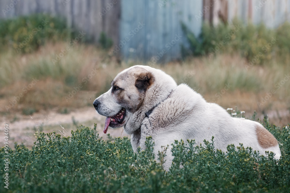 Central Asian Shepherd Dog lying in the yard among the green grasses ...