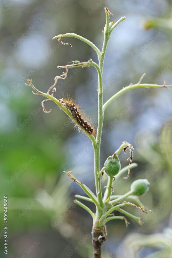 Apple tree damaged by caterpillars of Brown tail moth Euproctis ...