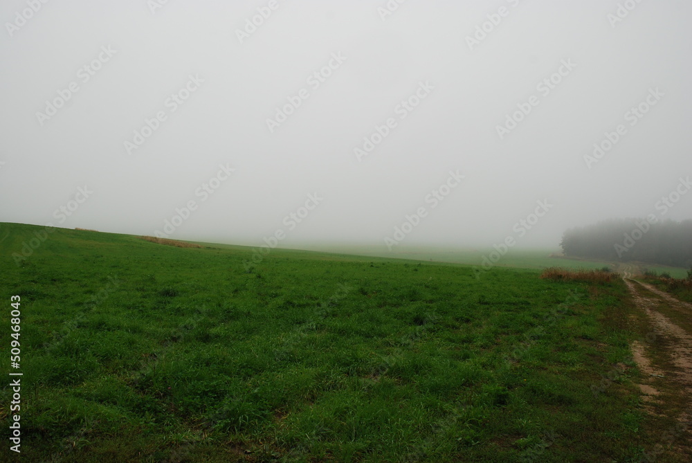 Green field in dense fog. A large green field, and behind it the forest ...