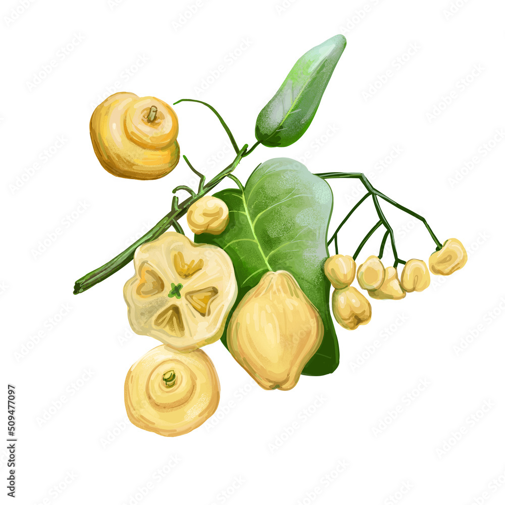 Acronychia acidula, lemon aspen or lemon wood, species of small to ...