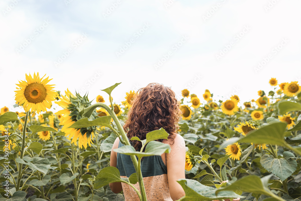 Back view of curly girl in sunflower field. Woman walks walking, among ...