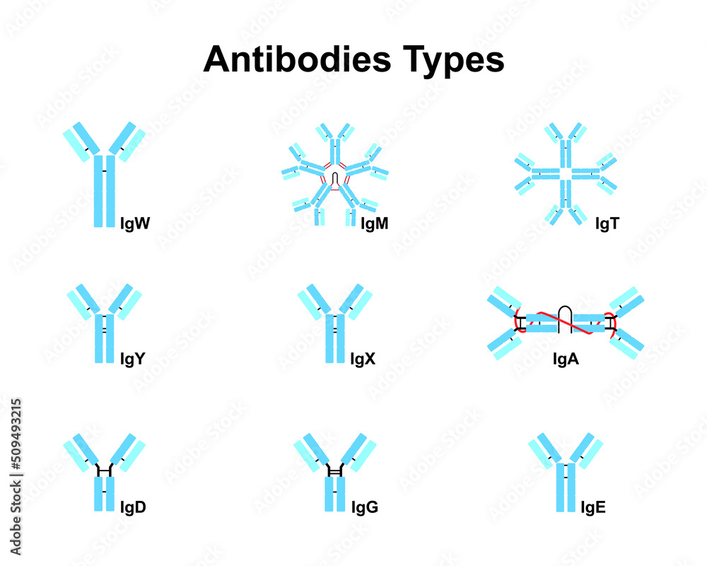 Scientific Designing of Antibodies Types. Colorful Symbols. Vector ...