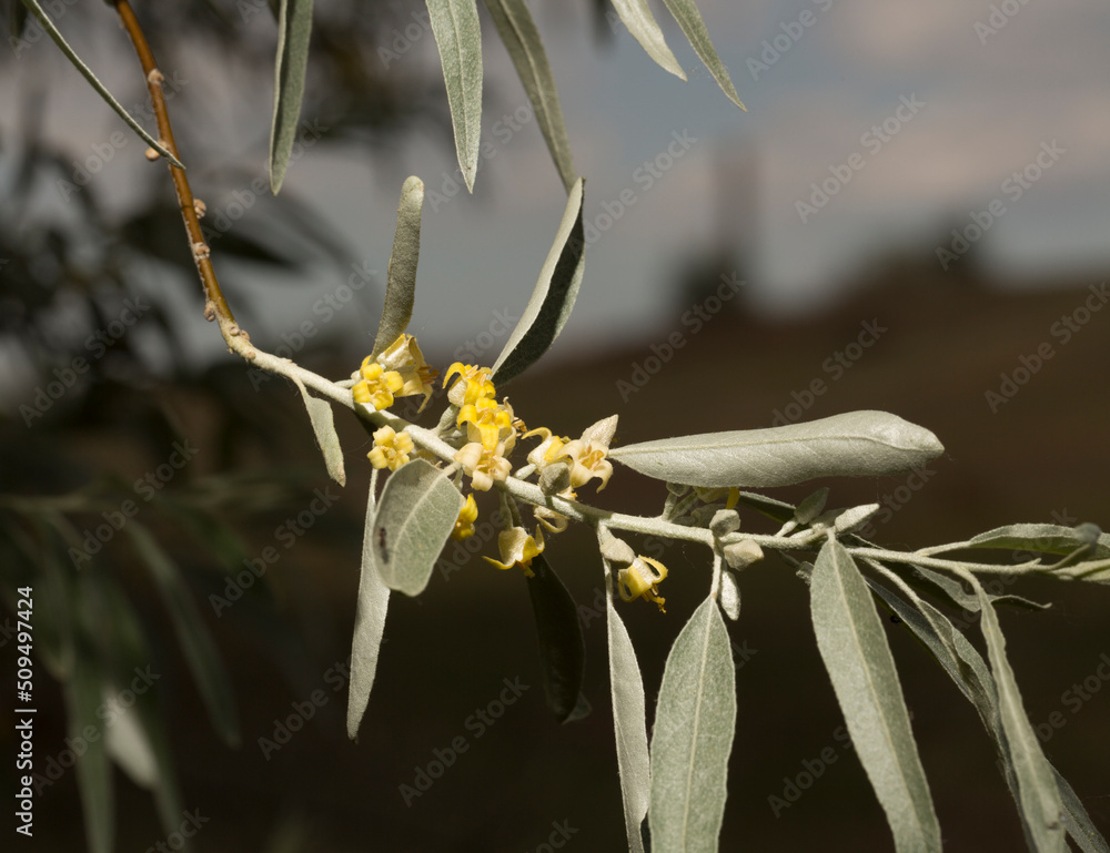 Elaeagnus commutata, the silverberry or wolf-willow, is a species of ...