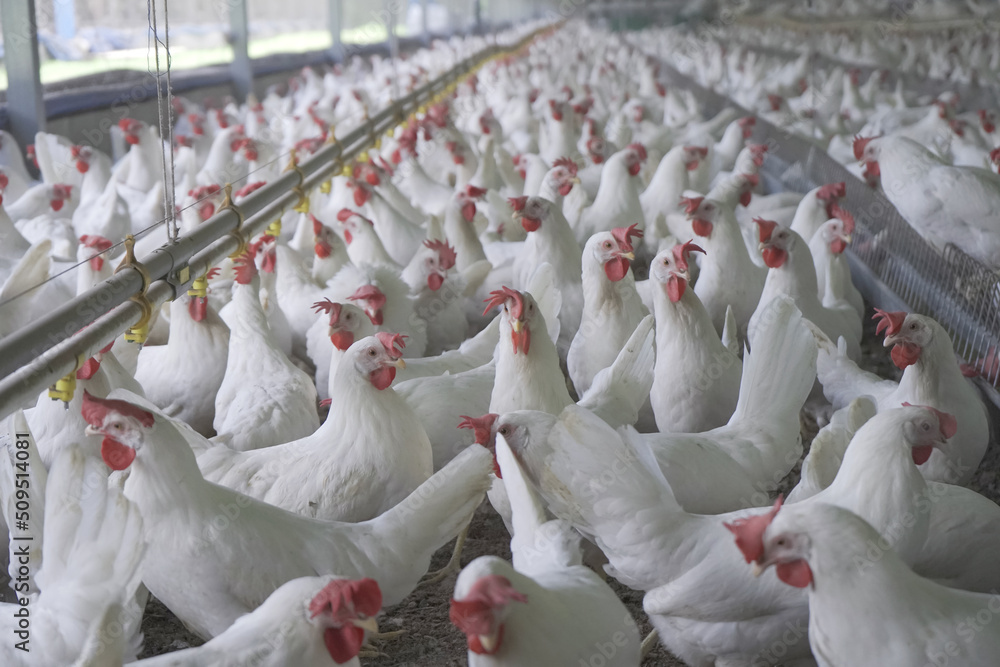 gallina, granja avícola, ave, emplumado, grupo de gallinas. Stock Photo ...