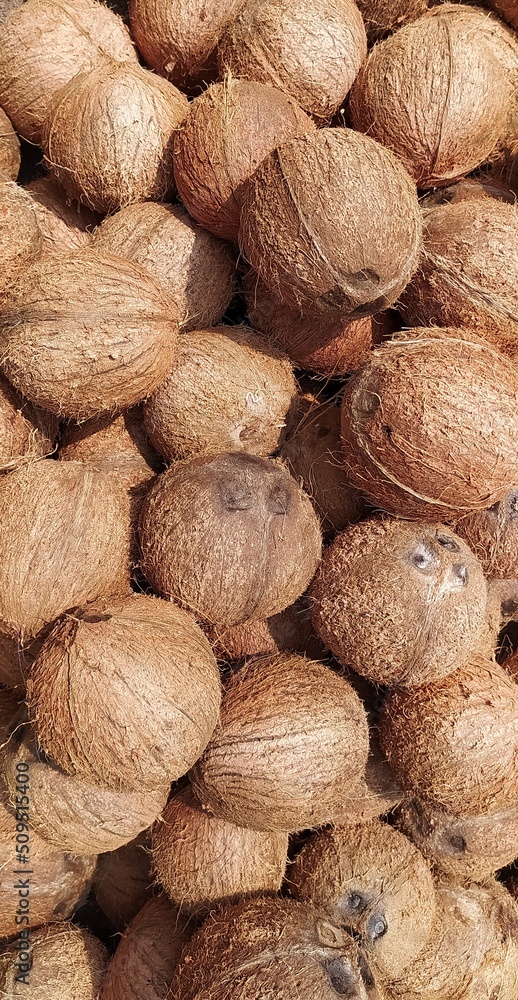 Organic husked round coconut pile in plantation. Bunch of natural ...