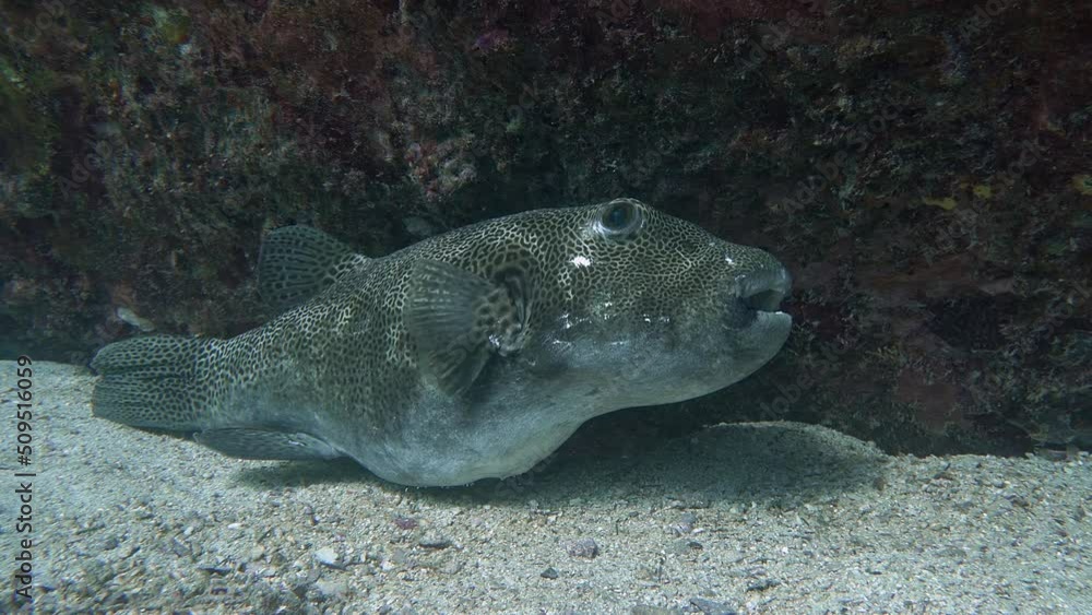 Starry Puffer (Arothron stellatus) IP, 90 cm. ID: adult with dark spots ...